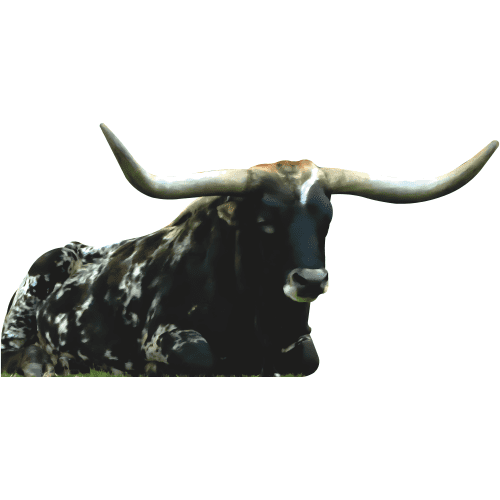 SP13393 Texas Longhorn Cow Sitting Cattle Steer Beef Cardboard Cutout ...