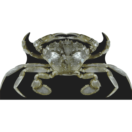SP13483 Atlantic Crab Cardboard Cutout Standee Standup - Walmart.com
