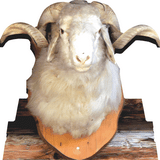 SP13507 Ram Sheep Mutton Rustic Wood Hunting Trophy Cardboard Cutout ...
