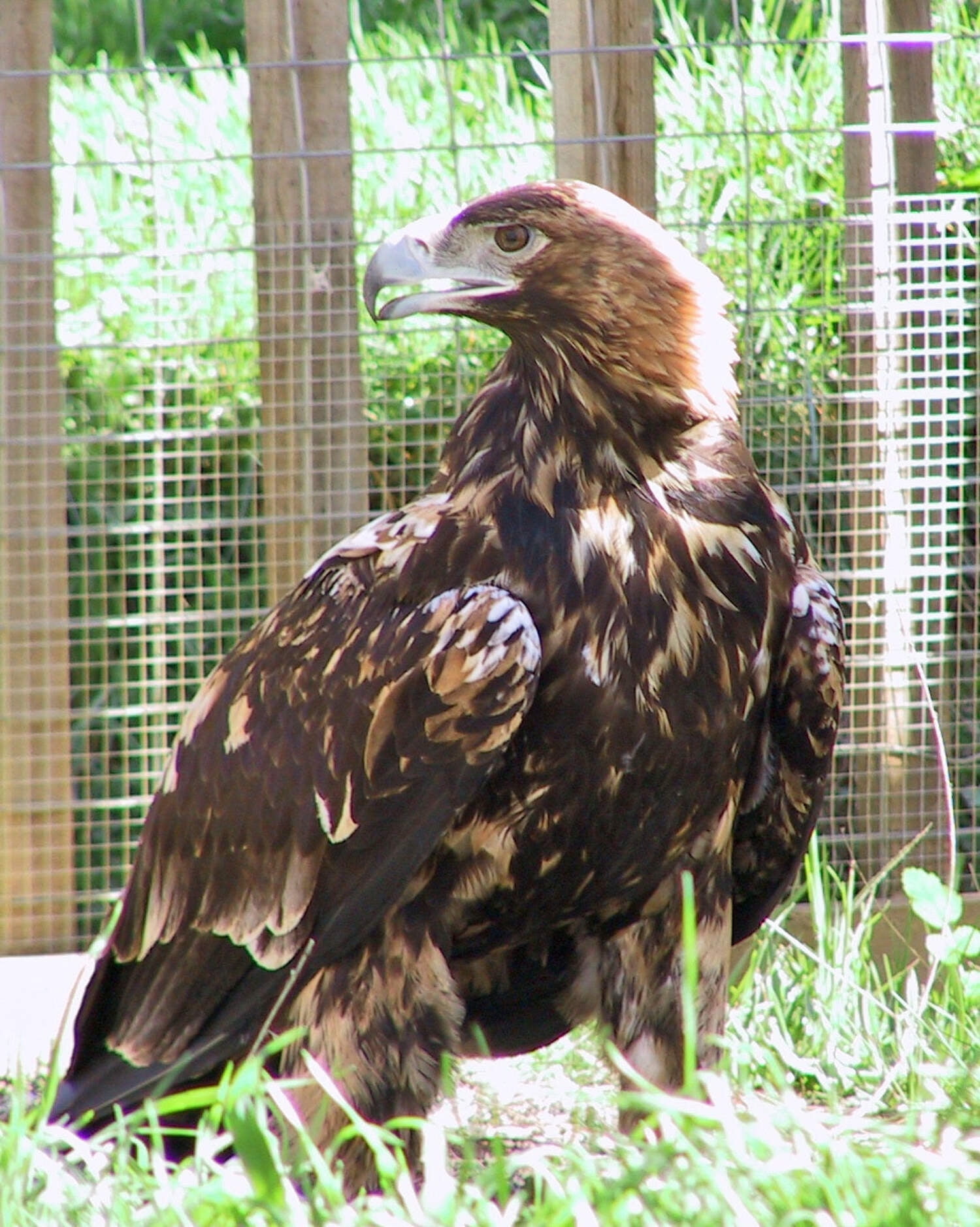 SPANISH IBERIAN IMPERIAL EAGLE GLOSSY POSTER PICTURE PHOTO PRINT BANNER ...