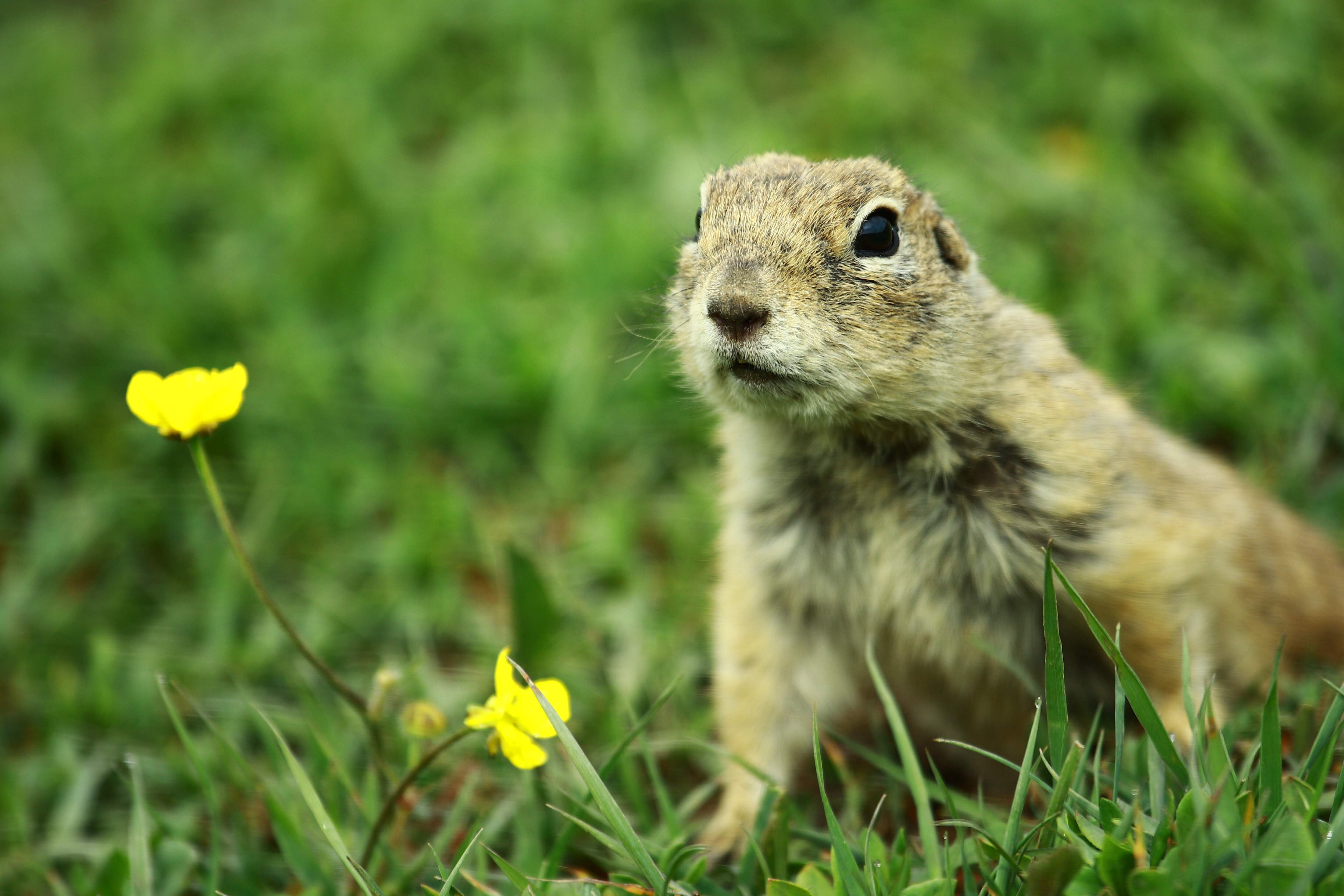 SPERMOPHILUS GROUND SQUIRREL GLOSSY POSTER PICTURE PHOTO PRINT BANNER ...
