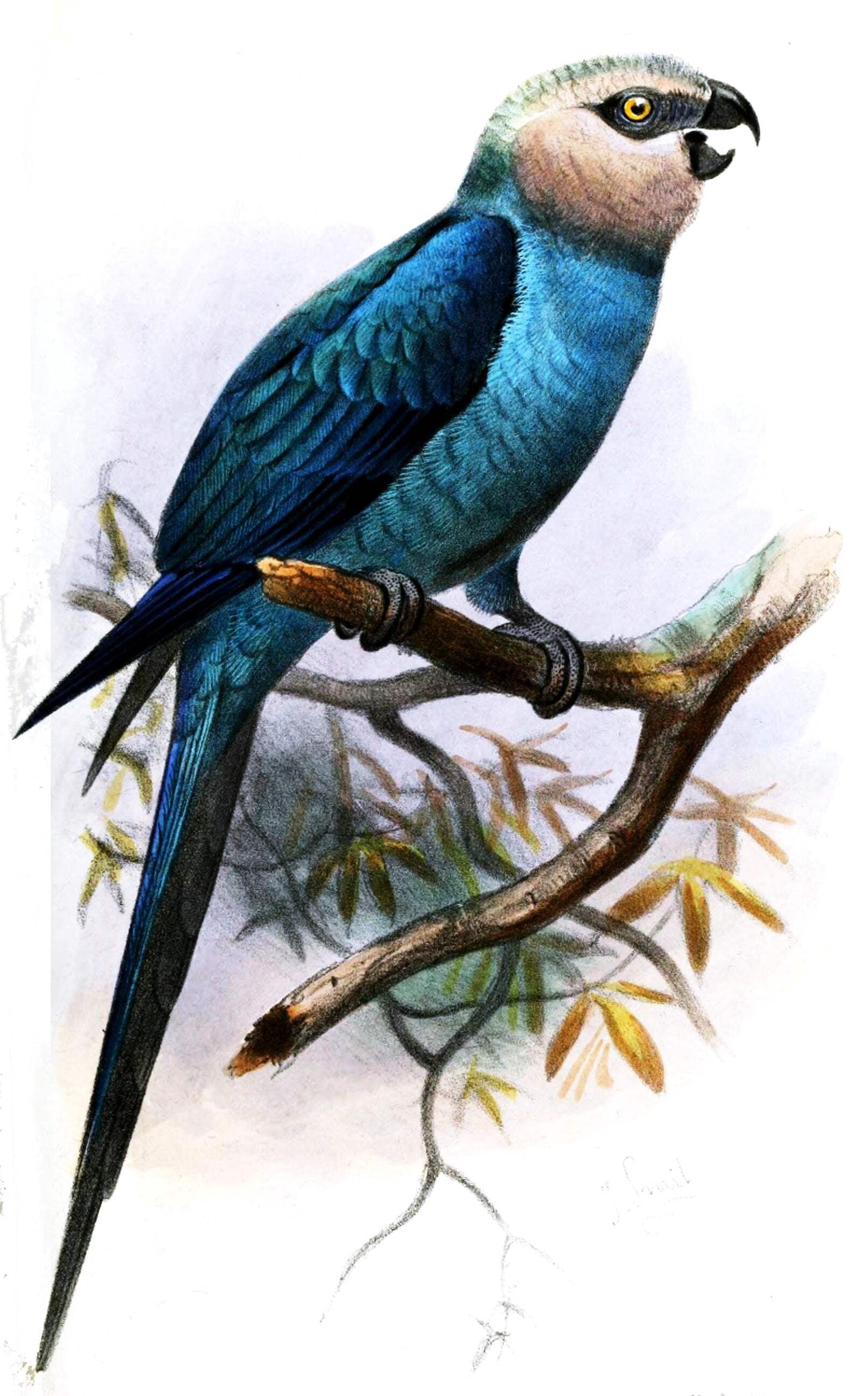 SPIX'S MACAW LITTLE BLUE MACAW GLOSSY POSTER PICTURE PHOTO PRINT BANNER ...