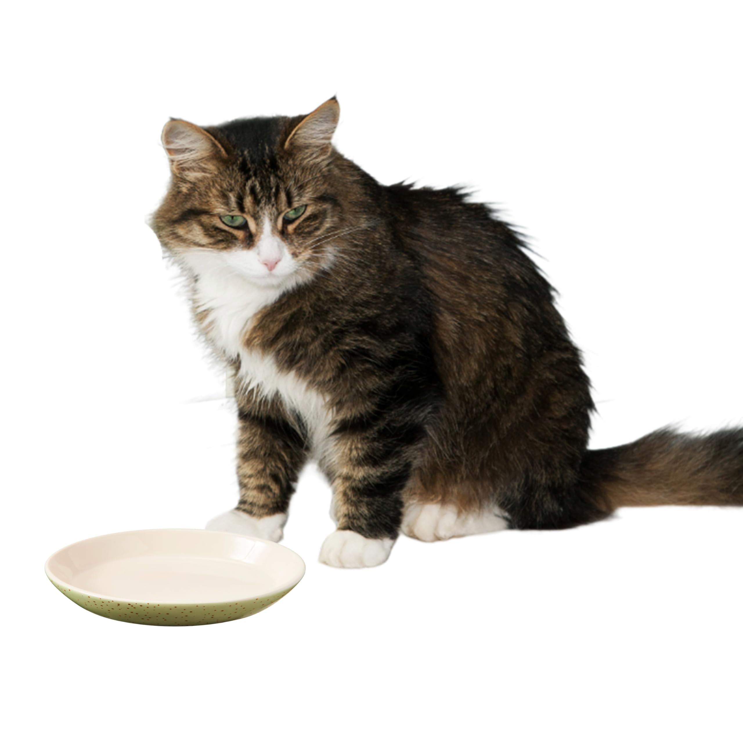 SPOT Speckled Oval Cat IRF13 Food Dish - Ceramic with Low Edges, Saucer ...