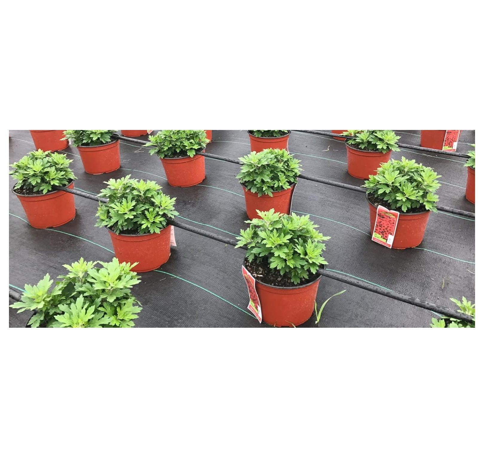 SRW Products GC Pro Premium Landscape Ground Cover Fabric 4' x 300 ...