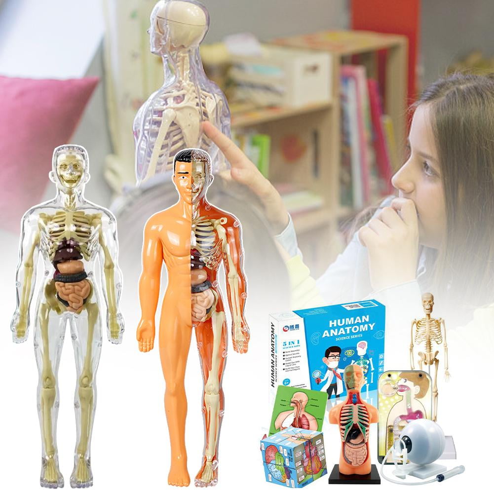 SSKFHGI Full Body Human Model Human Model Children'S Toys Stem Cognitive Science And Education ...