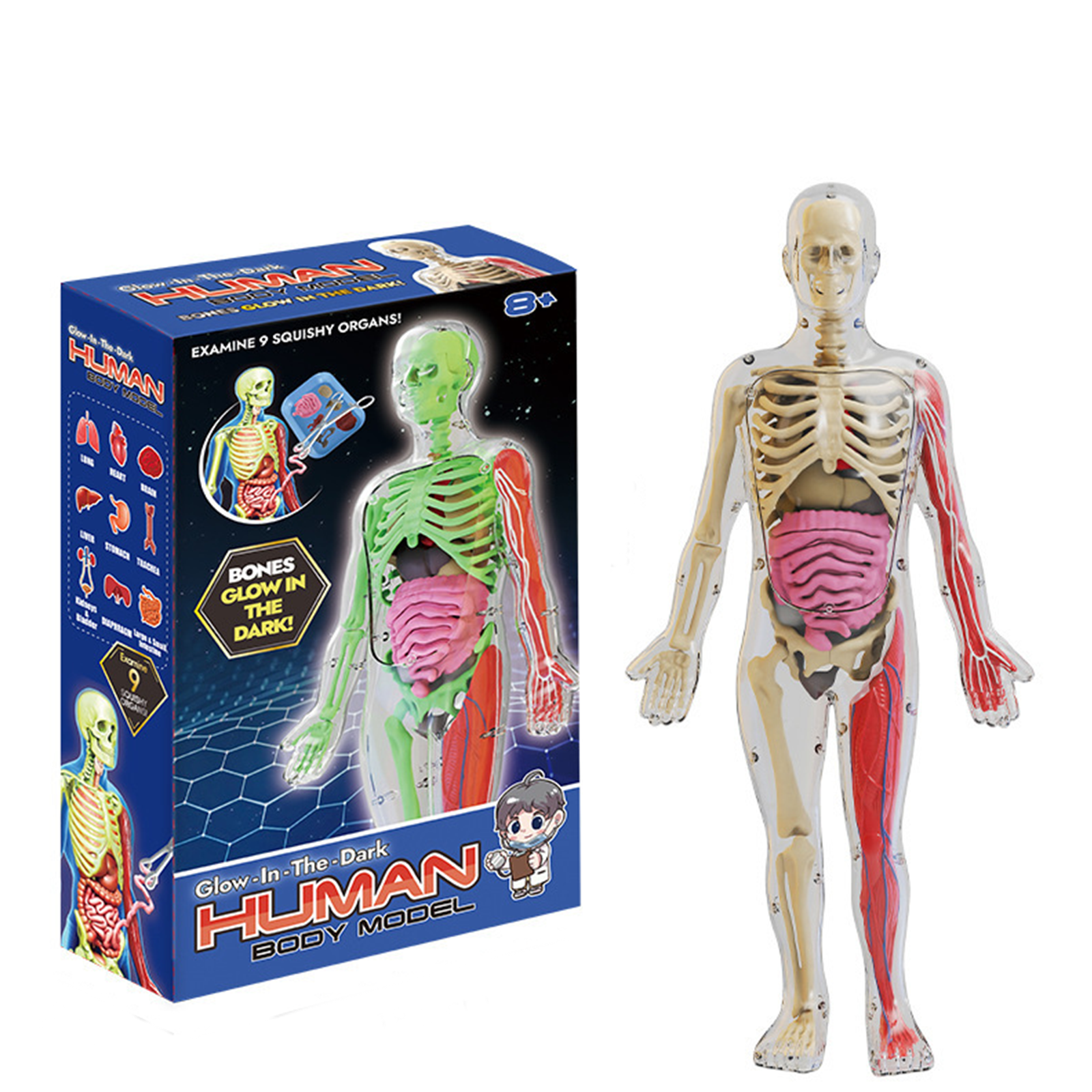 SSNTSY Glow-in-the-Dark Human Body Model - 32-Piece Interactive Anatomy ...
