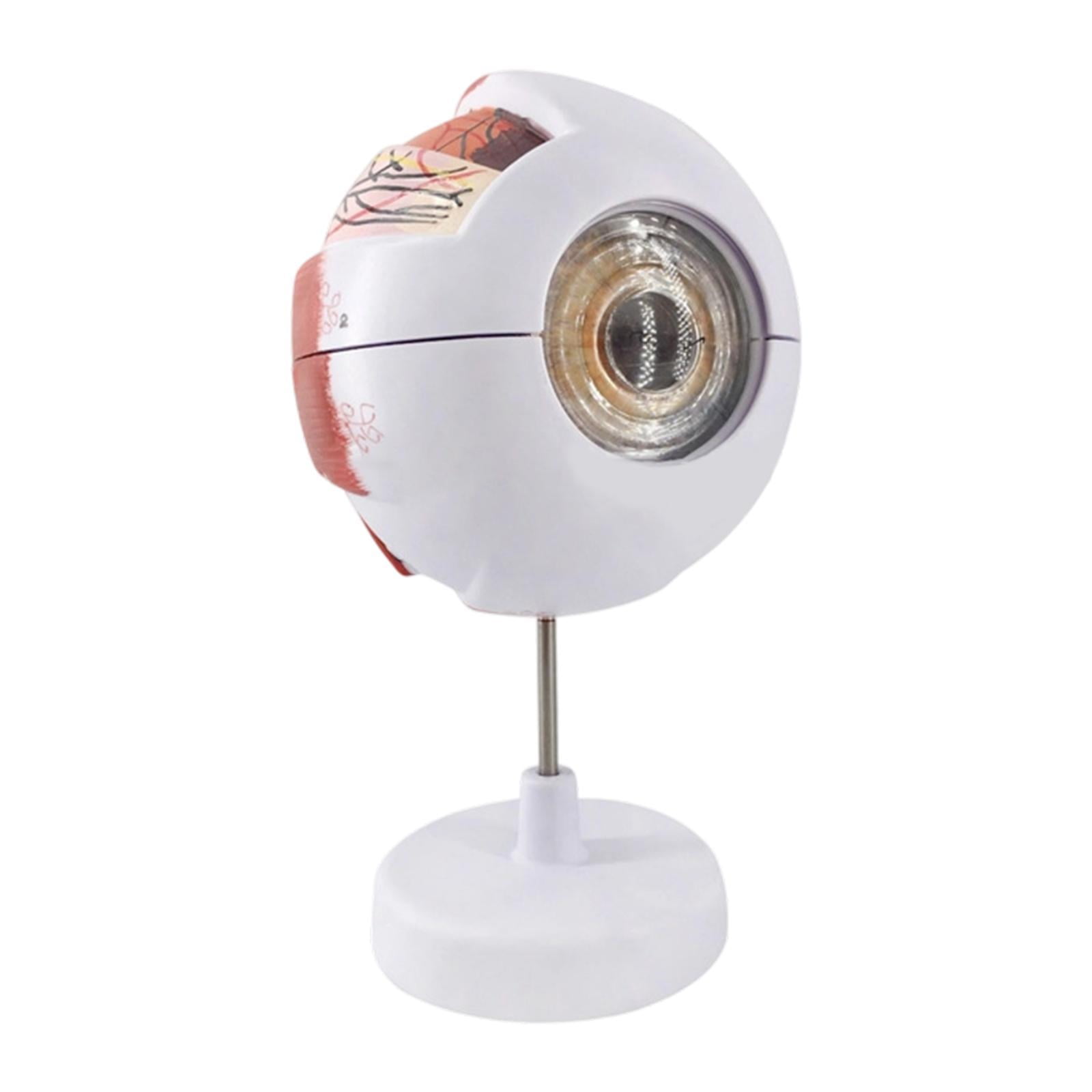 STARTIST Eye Anatomy Model with Sturdy Display Base Eye Structure ...