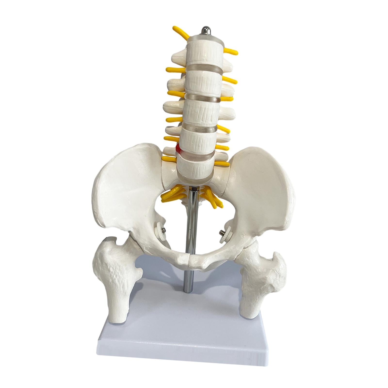 STARTIST Human Pelvis Skeleton Anatomical Model Human Spine Vertebral ...