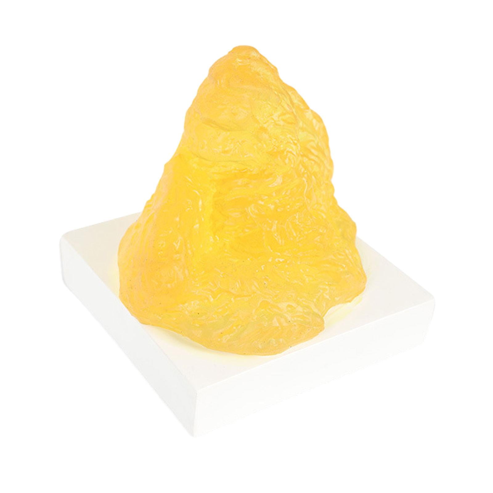 STARTIST Model Science Learning Toy Durable Anatomical Model Gel for ...