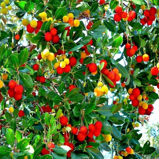 STRAWBERRY TREE SEEDS Arbutus Unedo Garden Fruit Plant Irish Killarney ...