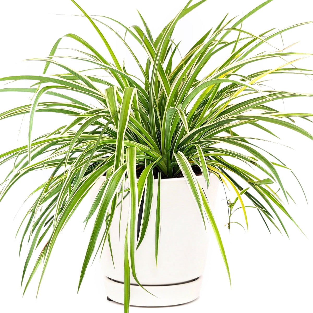 SUCCULENTS BOX 12" Spider Plant Live Plants in 6" Minimalist Pot, Air ...