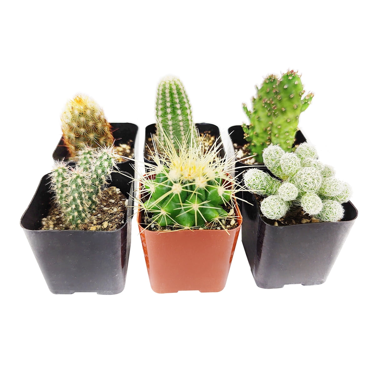 SUCCULENTS BOX Cactus Assorted Pack 2" Live Cacti in 2" Plastic Pots (6 ...