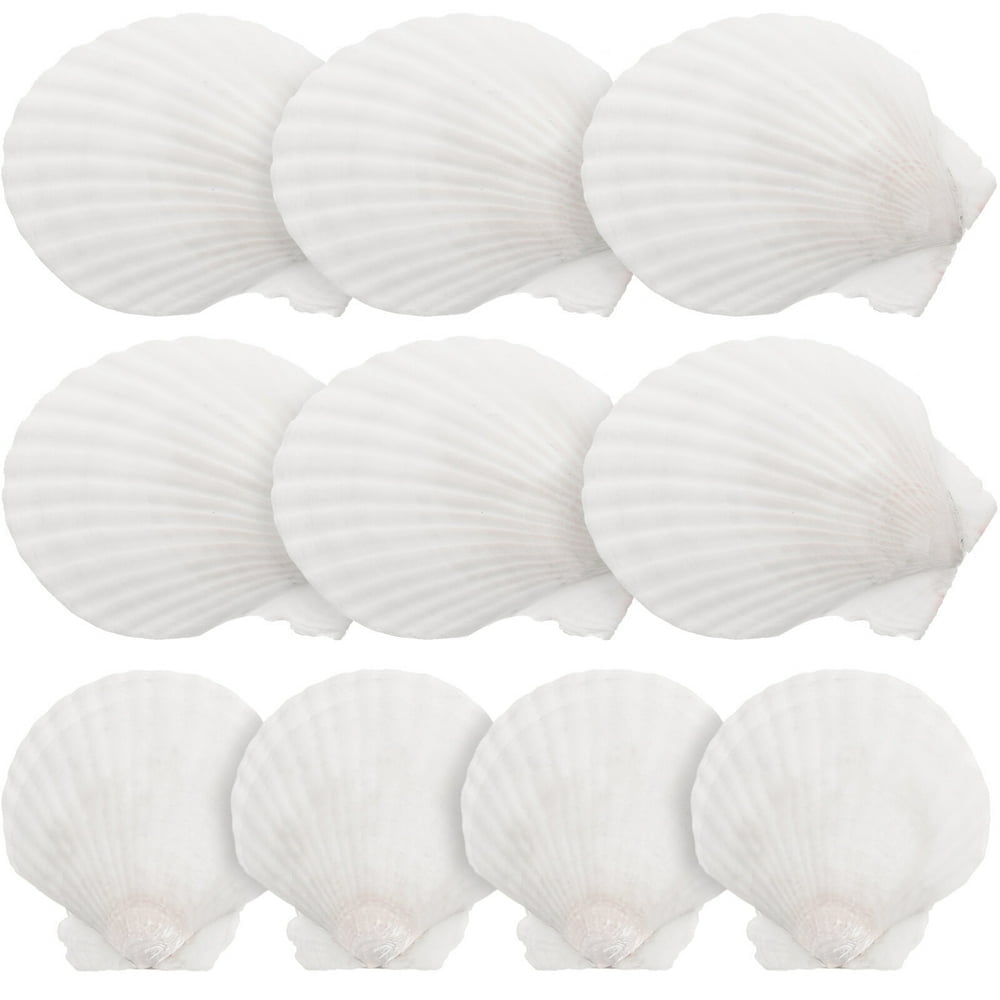 SUGARMOM 10pcs White Scallops Shell Seashells Large Natural Shell ...