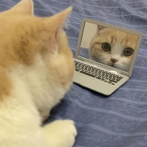 Cat Laptop Toy