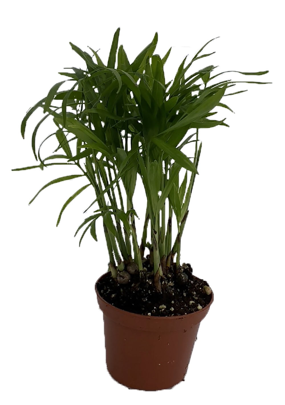 SUPER SALE - Victorian Parlor Palm - Neanthe Bella Palm - 2.5" Pot ...