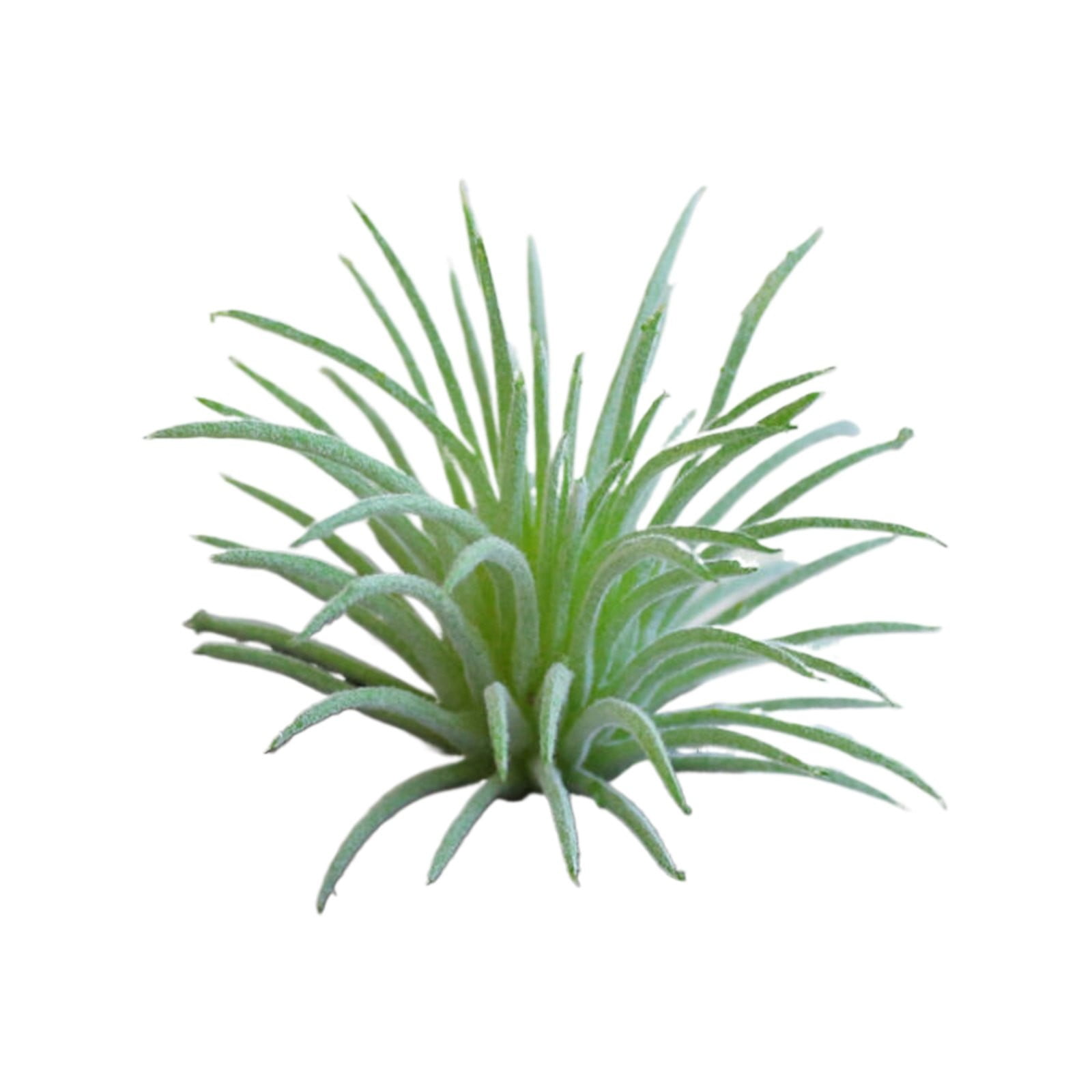 SUSHANG Artificial Succulents Plants, Realistic Fake Succulent Plant ...