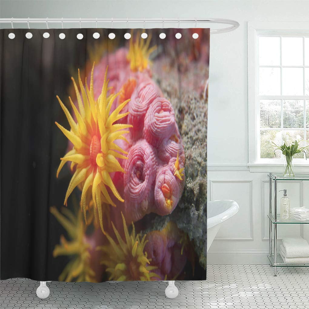 SUTTOM Scuba Pink Reef Orange Cup Coral Tubastraea Coccinea Bonaire ...