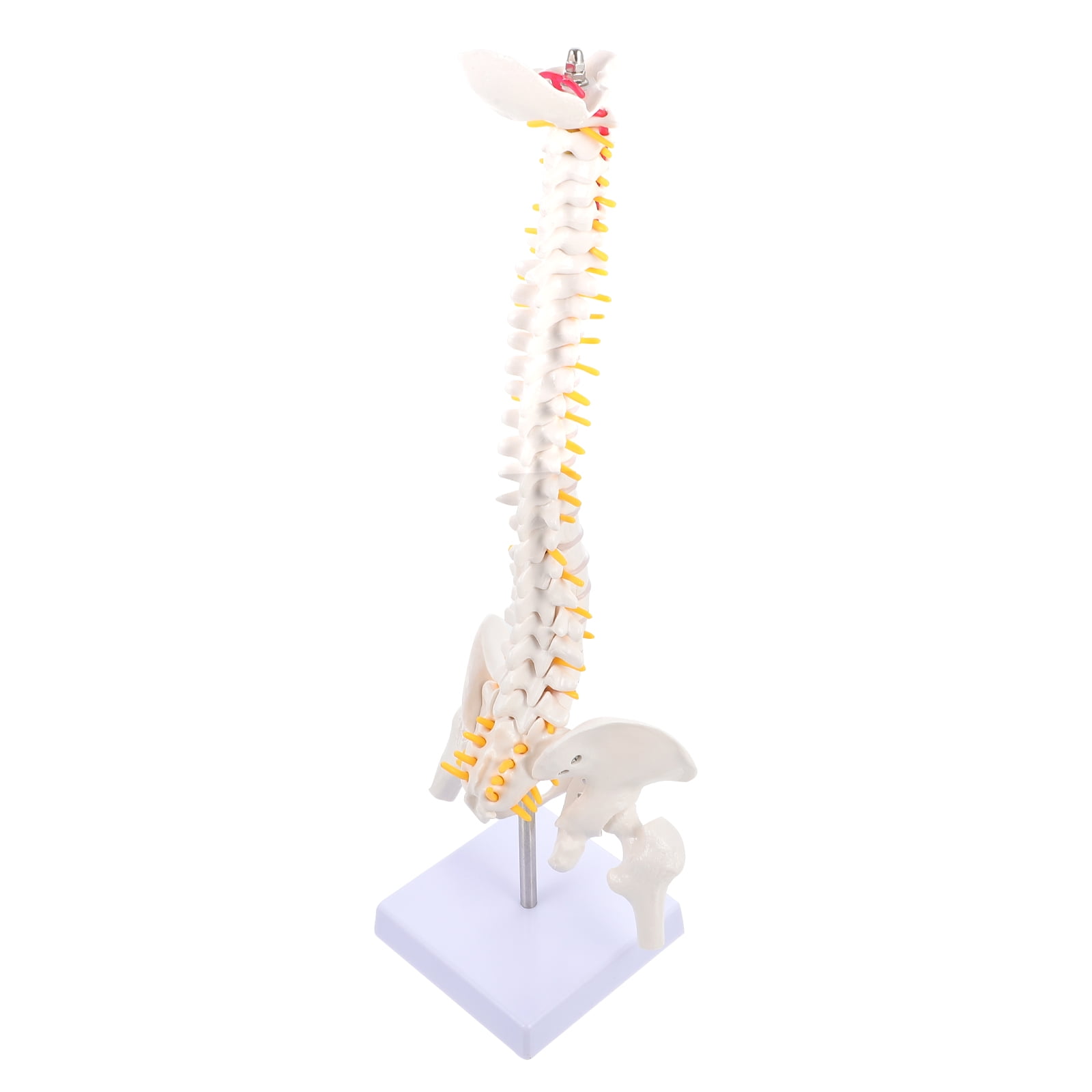 SWETRACE PVC Spine Anatomy Model for Display White Vertebral Column ...