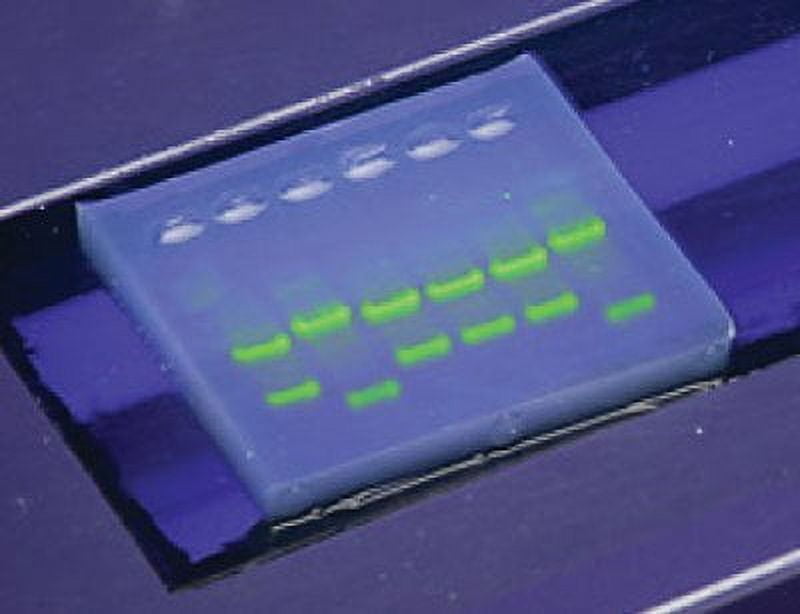 SYBR Safe DNA Stain, 10,000X Concentrate, Green, 25.36 Fl Oz - Walmart.com