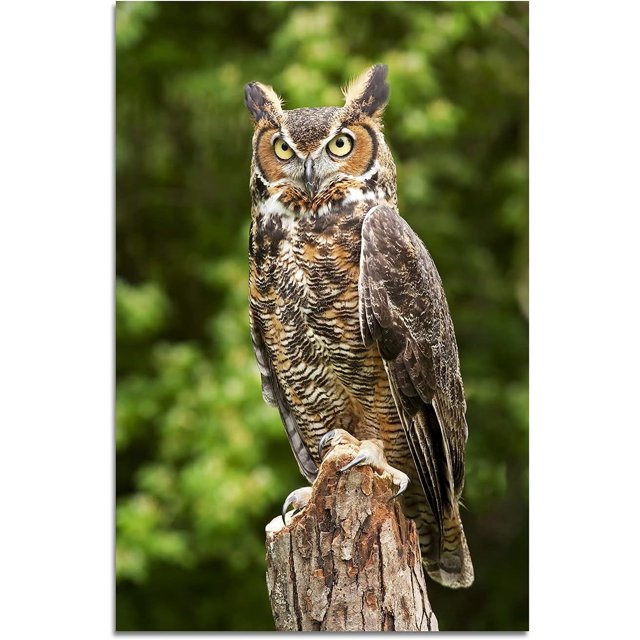 SYDposter Wild Animals Owl Poster Funny Wall Art Decor Poster Canvas ...