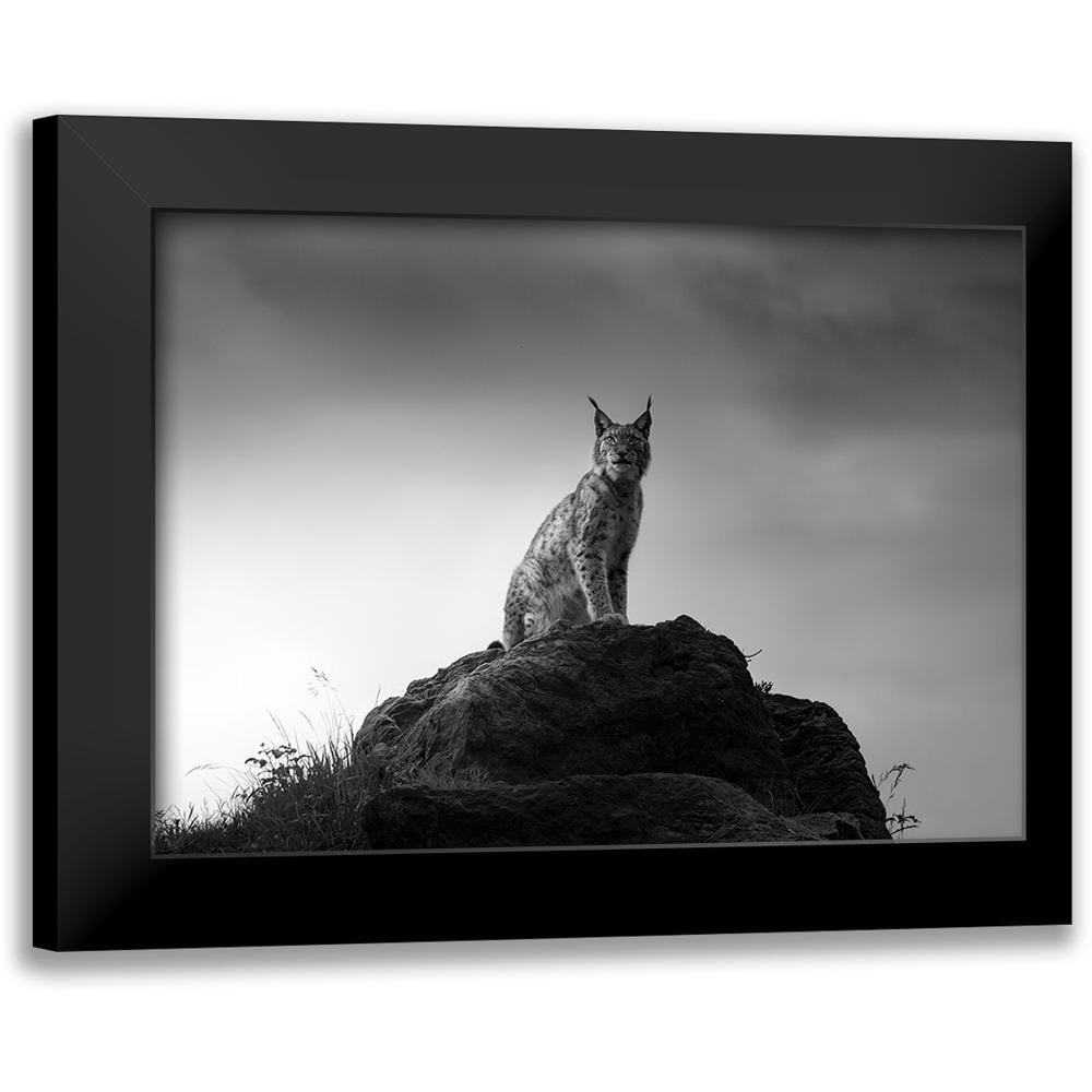 Saavedra Ruiz, Sergio 24x18 Black Modern Framed Museum Art Print Titled - Lynx Drama. - Walmart.com