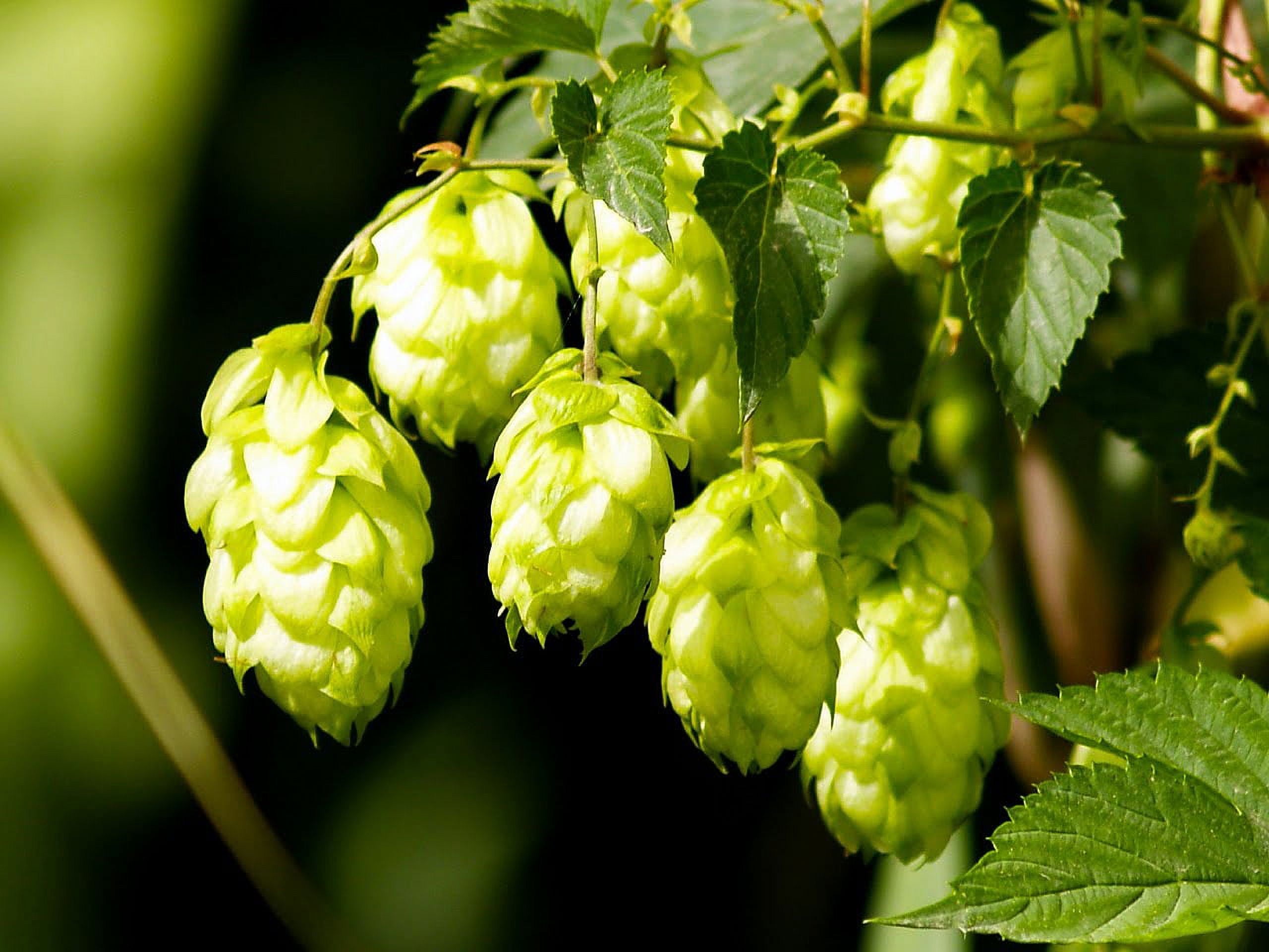 Saaz Beer Hops Vine - Humulus - Grow your own Beer! - 4" Pot - Walmart.com
