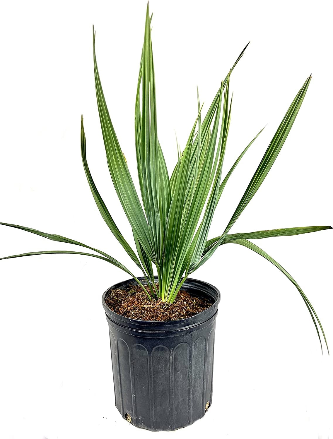 Sabal Minor - Dwarf Blue Stem Palmetto Palm - Live Plant in a 10 Inch ...