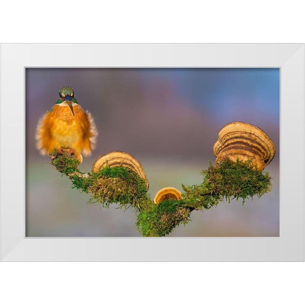 Sabol, Petar 24x17 White Modern Wood Framed Museum Art Print Titled ...
