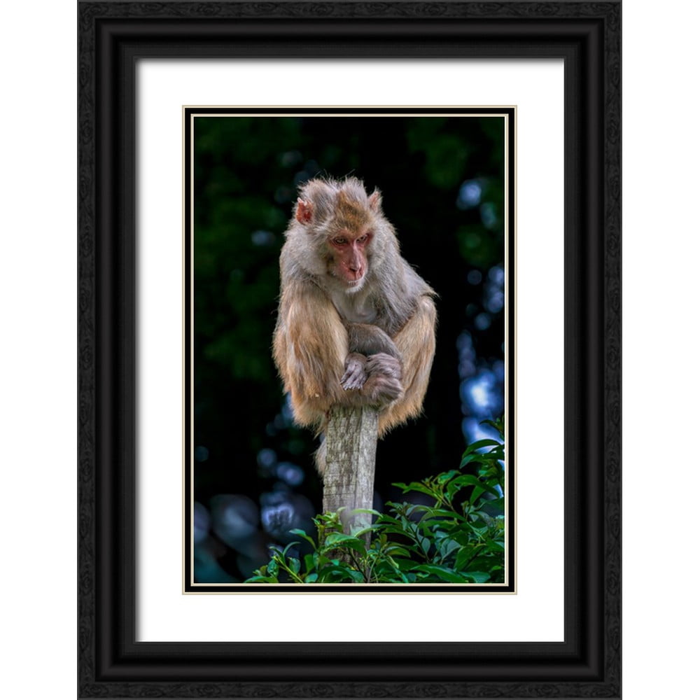 Sachdeva, Samir 11x14 Black Ornate Wood Framed with Double Matting ...