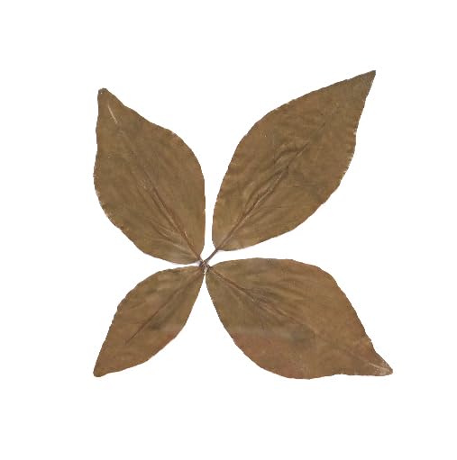 Sacred Bel Patra Dried Leaves Religious Worship Item 4 Leaf Design ...