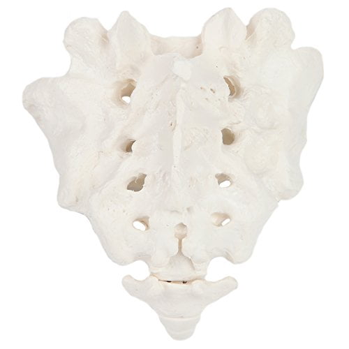 Sacrum Bone Model – Life-Size, Anatomically Accurate Sacrum Replica for ...