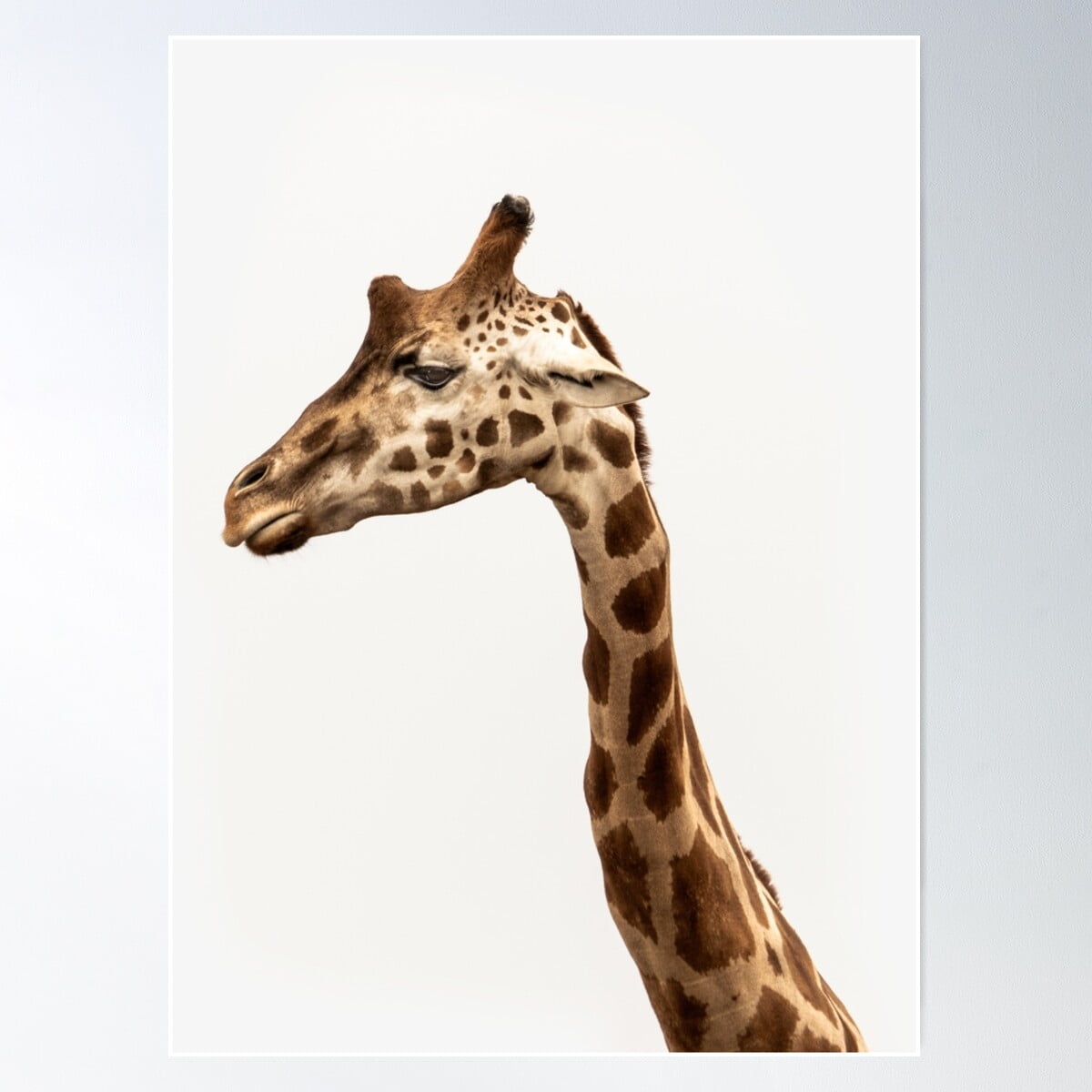 Sad Giraffe Poster Wall Art, Modern Wall Decor For Living Room Bedroom ...