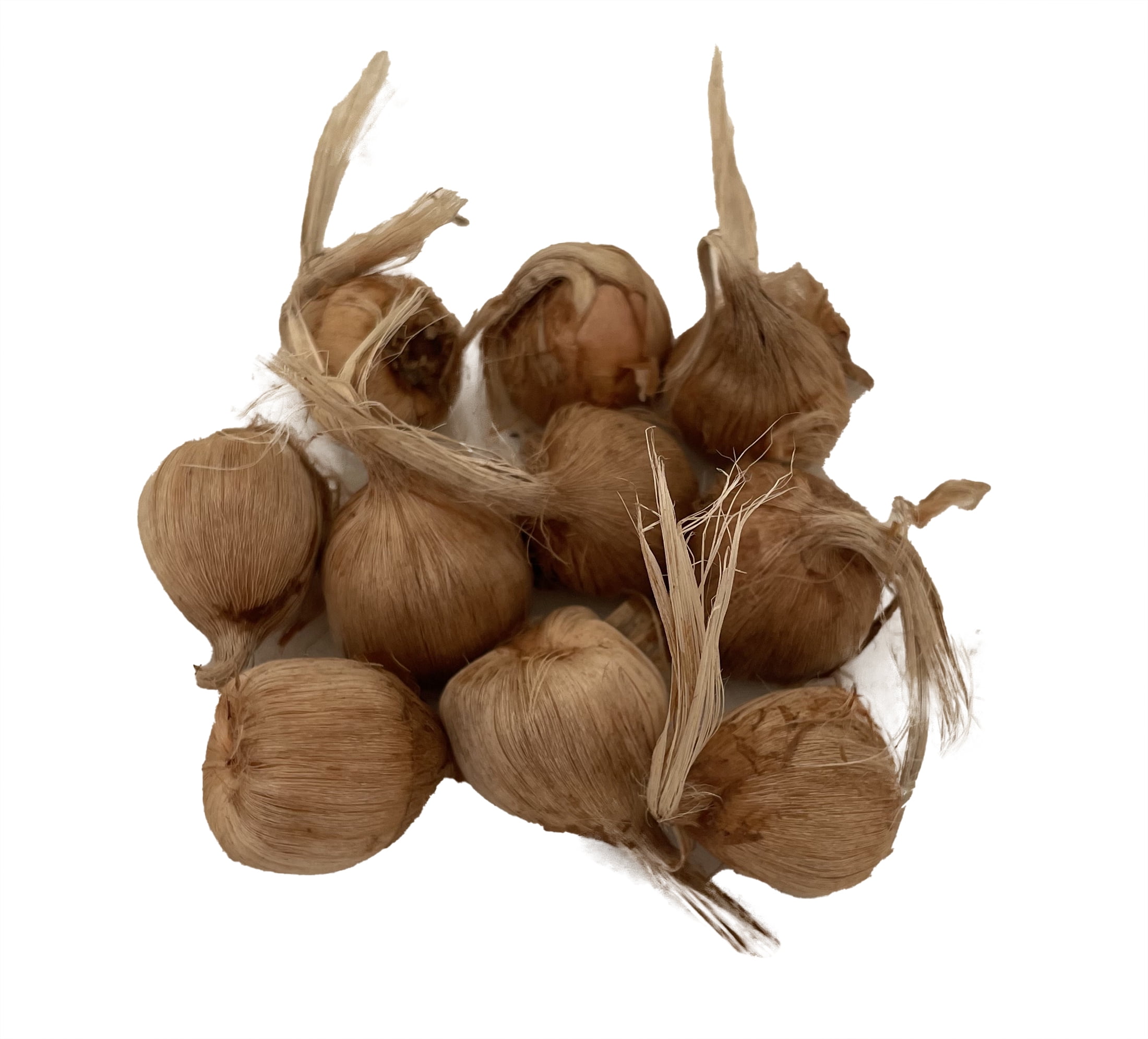 Saffron Crocus + Bulb Food - 10 Sativus Bulbs - Perennial Flower for ...