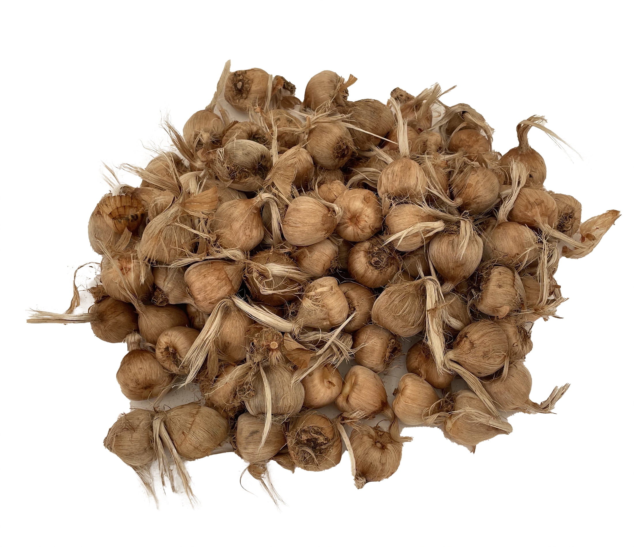 Saffron Crocus 100 Bulbs + Saffron Bulb Food - Crocus Sativus - Walmart.com