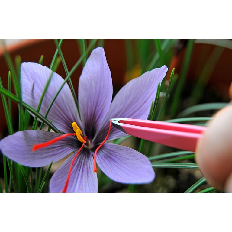 Saffron Plant