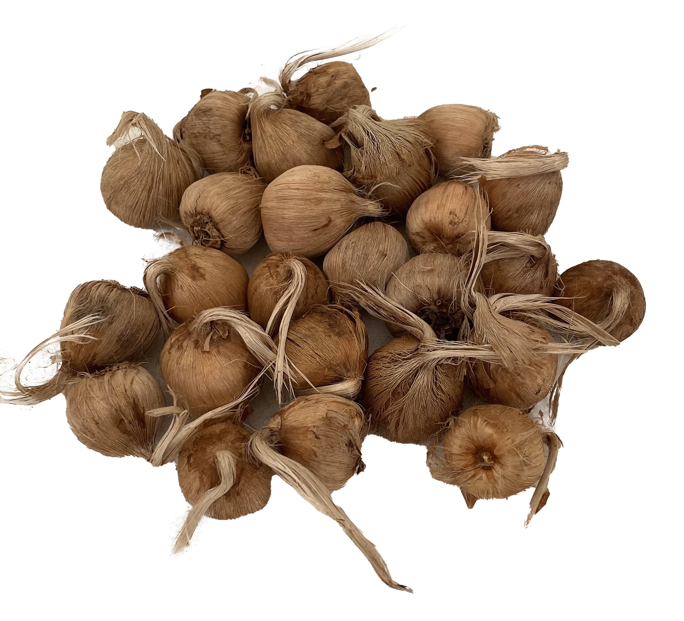 Saffron Crocus 25 Bulbs + Saffron Bulb Food - Crocus Sativus - Walmart.com