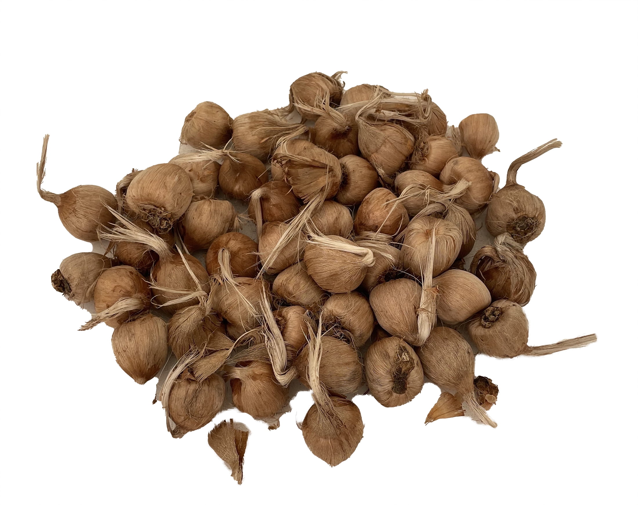 Saffron Crocus 50 Bulbs + Saffron Bulb Food - Crocus Sativus - Walmart.com