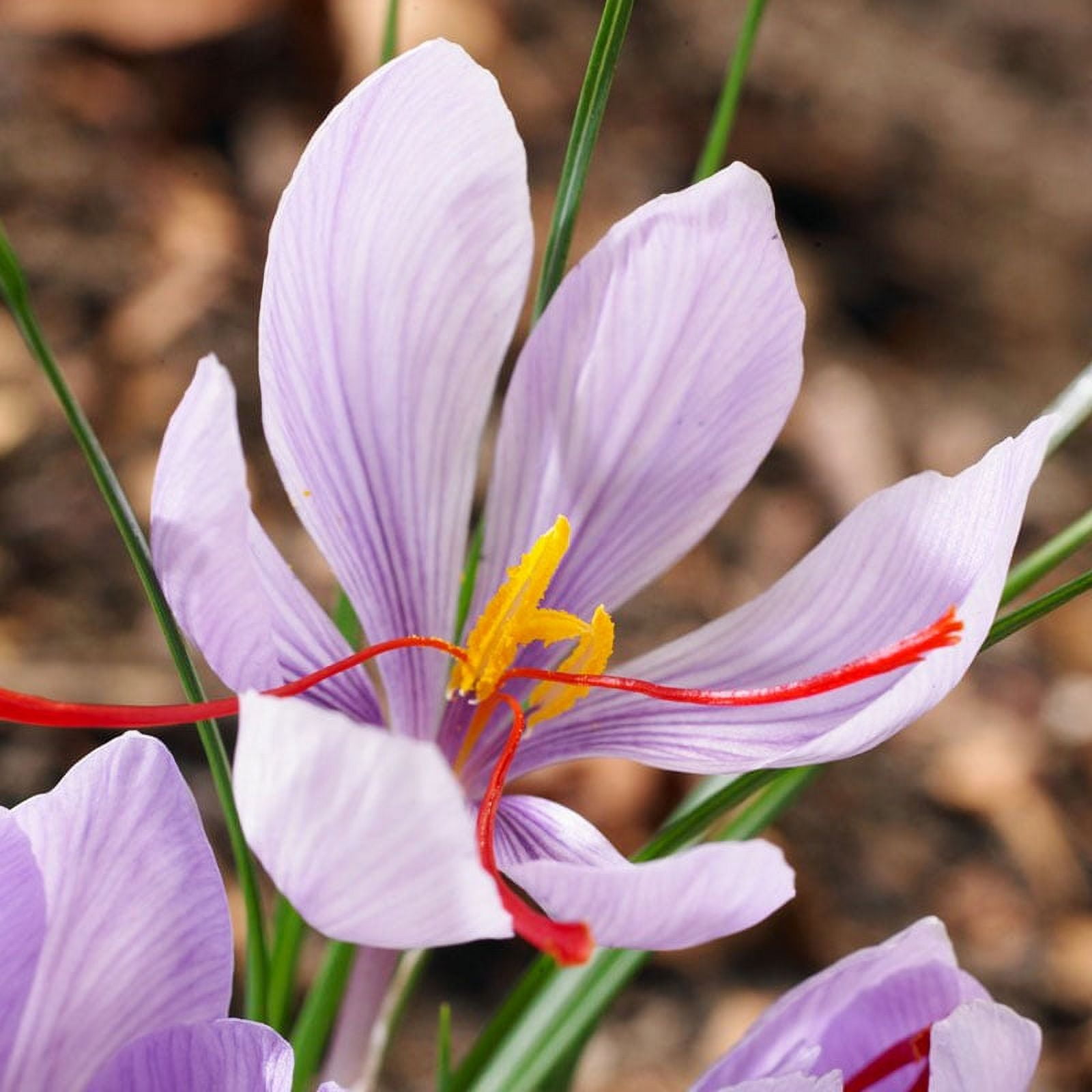 Saffron Crocus Flower Bulbs - 10 Bulbs per Pack - Good For Indoor ...