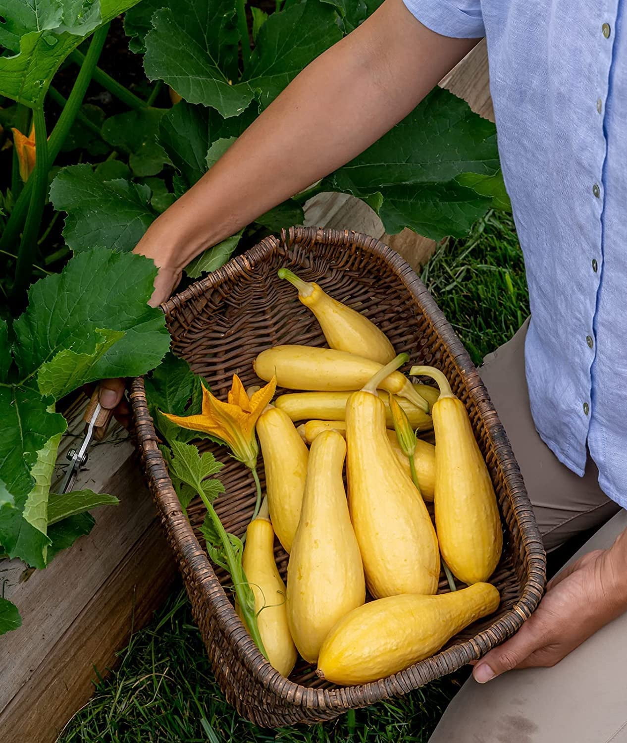 Saffron Summer Squash Seeds for Planting (10 Seeds) - Grandprize Squash ...
