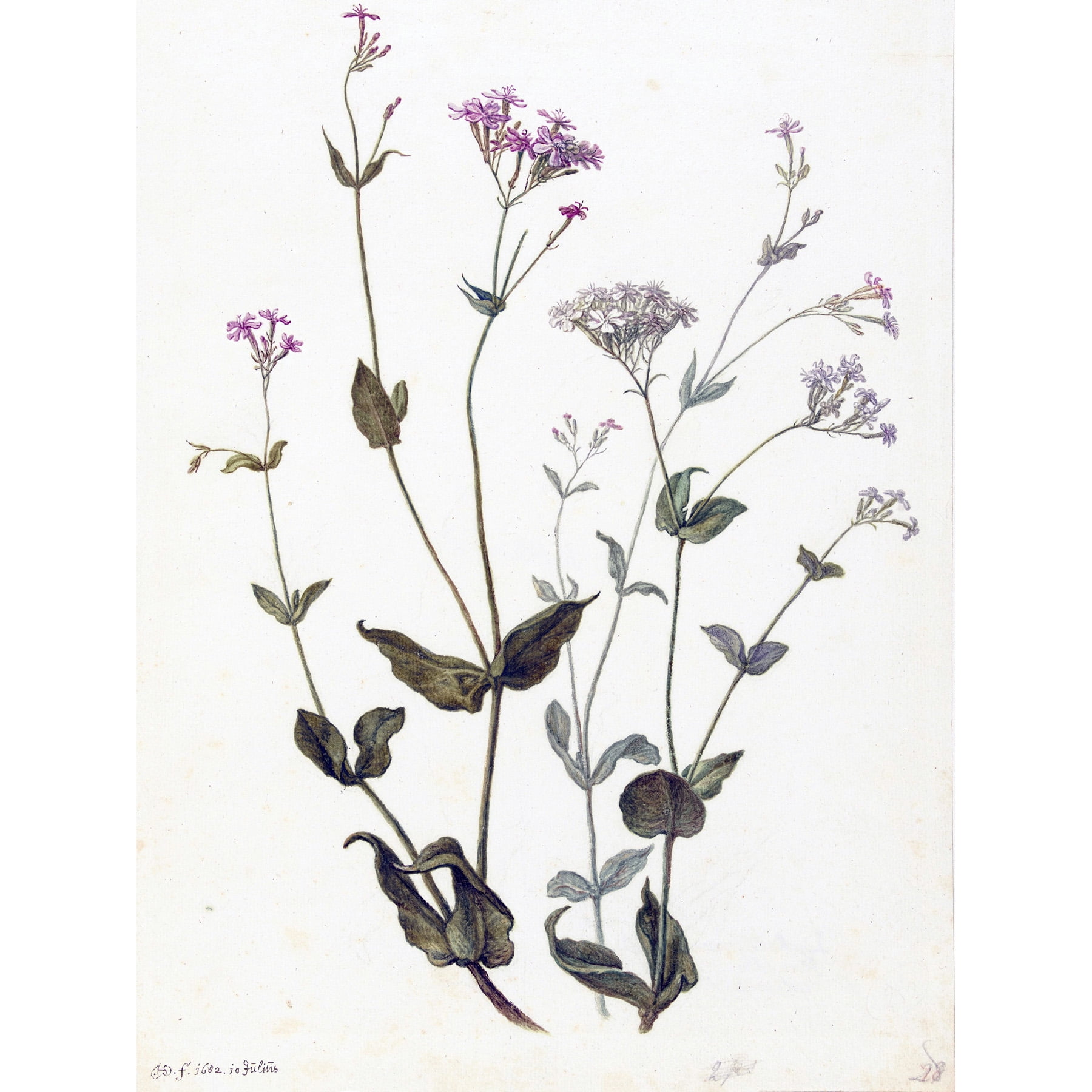 Saftleven Bladder Senna And Sticky Catchfly Plant Extra Large XL Wall ...