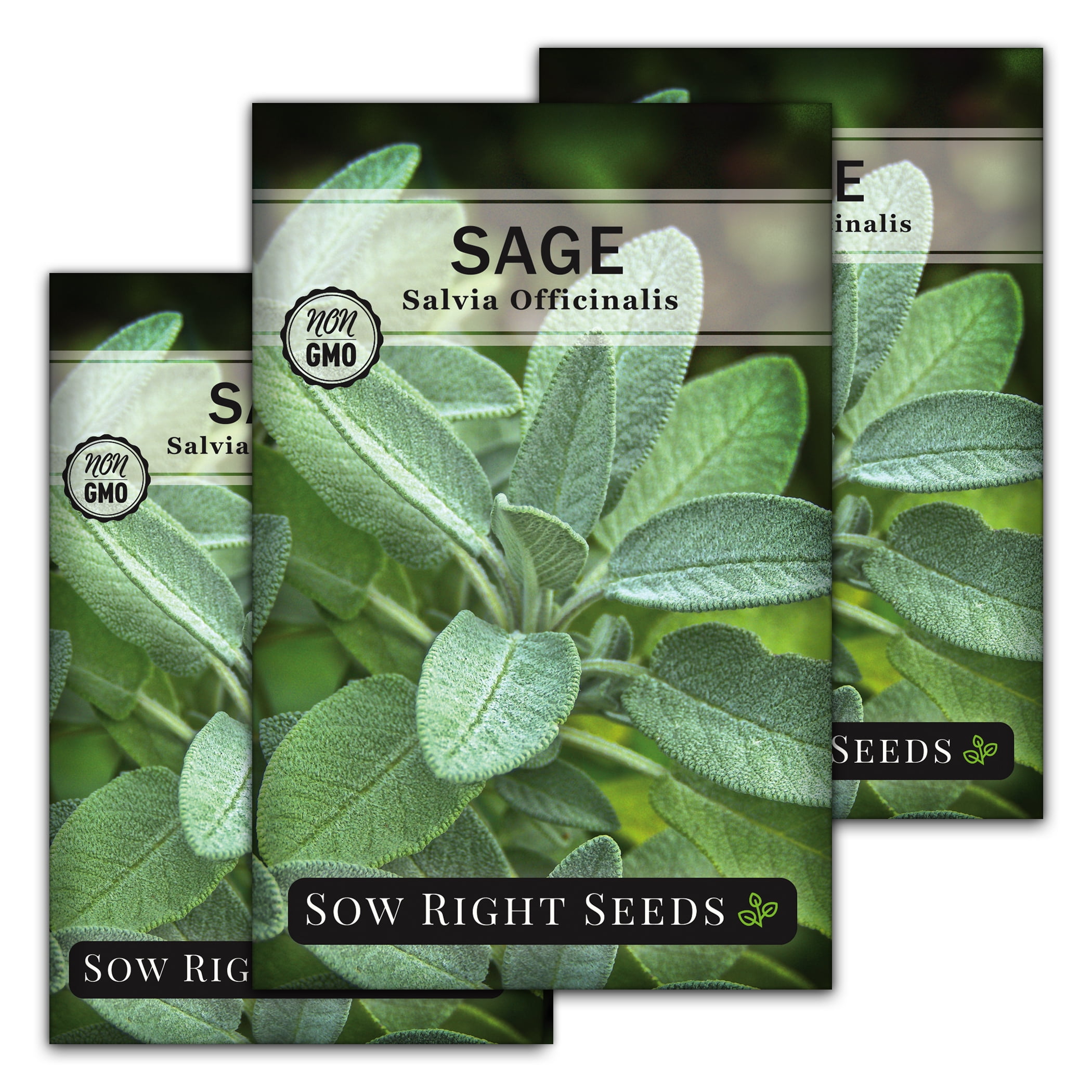 Sage Seeds for Planting - Non GMO Heirloom Varieties for your Indoor or ...
