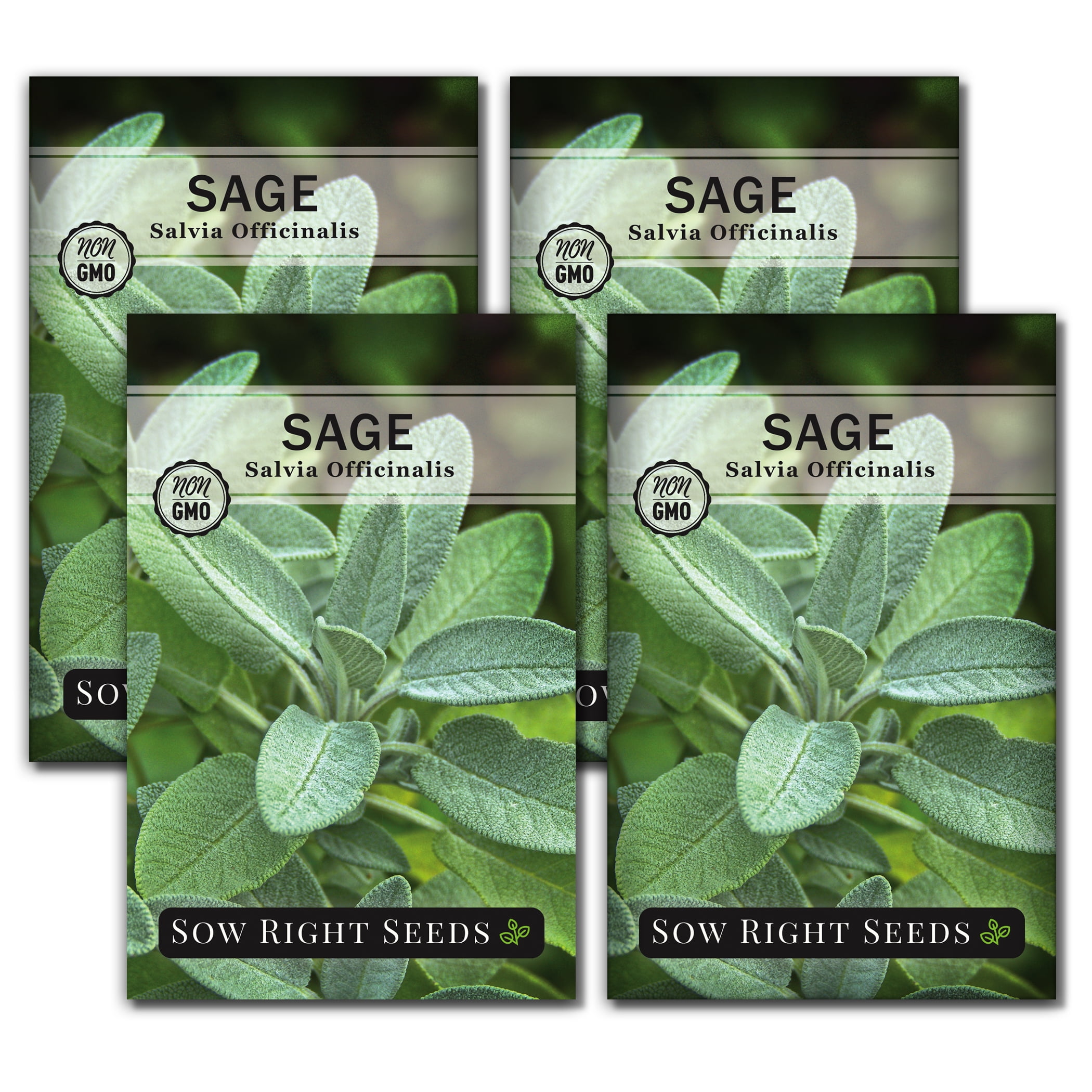 Sage Seeds for Planting - Non GMO Heirloom Varieties for your Indoor or ...