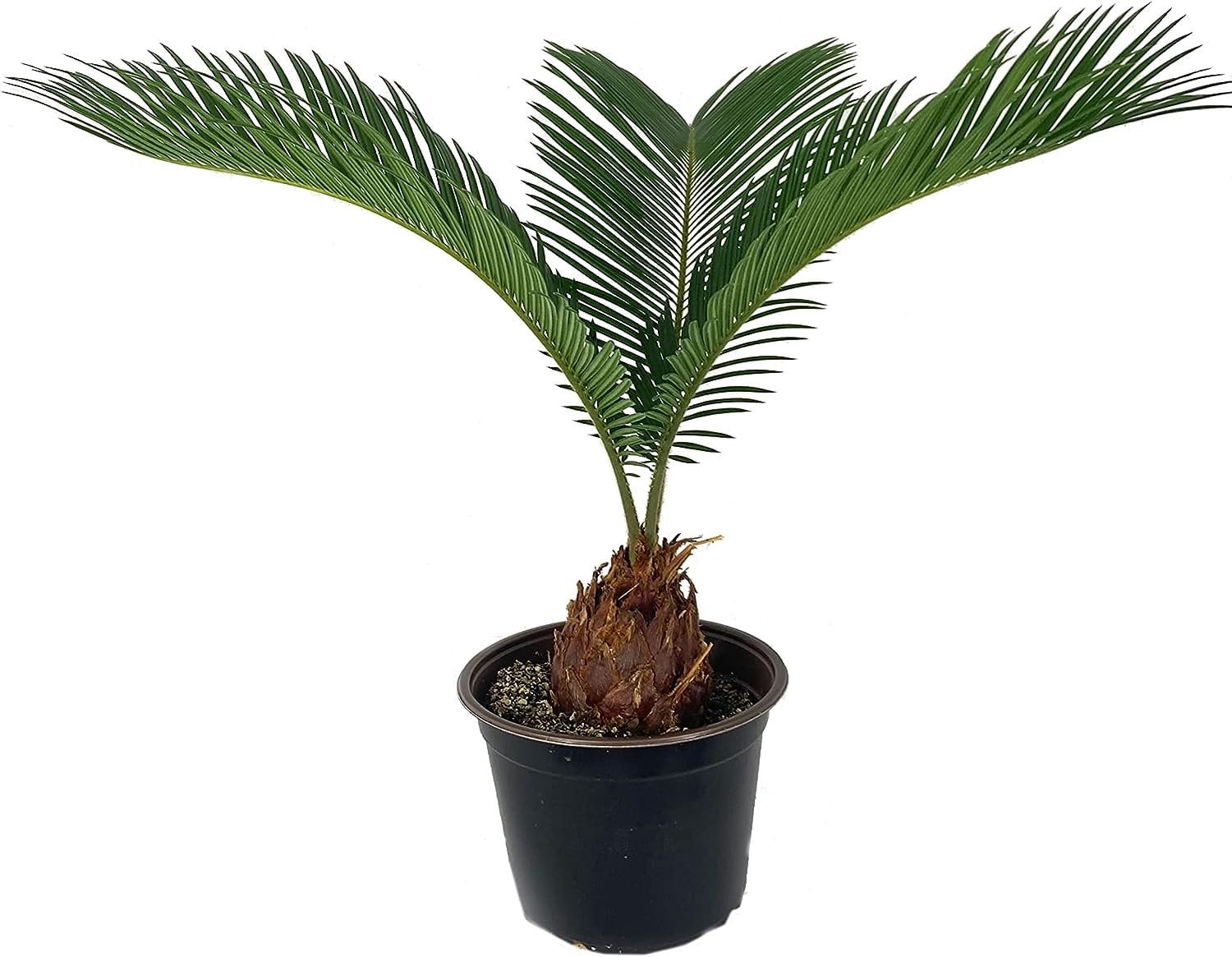 Sago Palm - 3 Live Plants in 6 Inch Pots - Cycas Revoluta - Beautiful ...