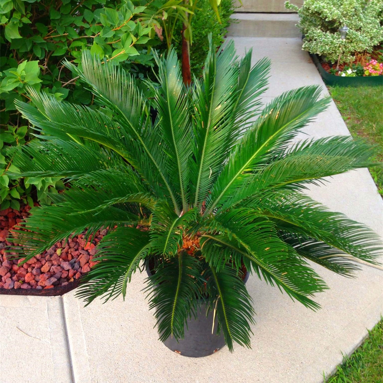 Sago Palm Bulb, Palm,Cycas Bulbs,Cycadaceae, Outdoor, Indoor Plants ...