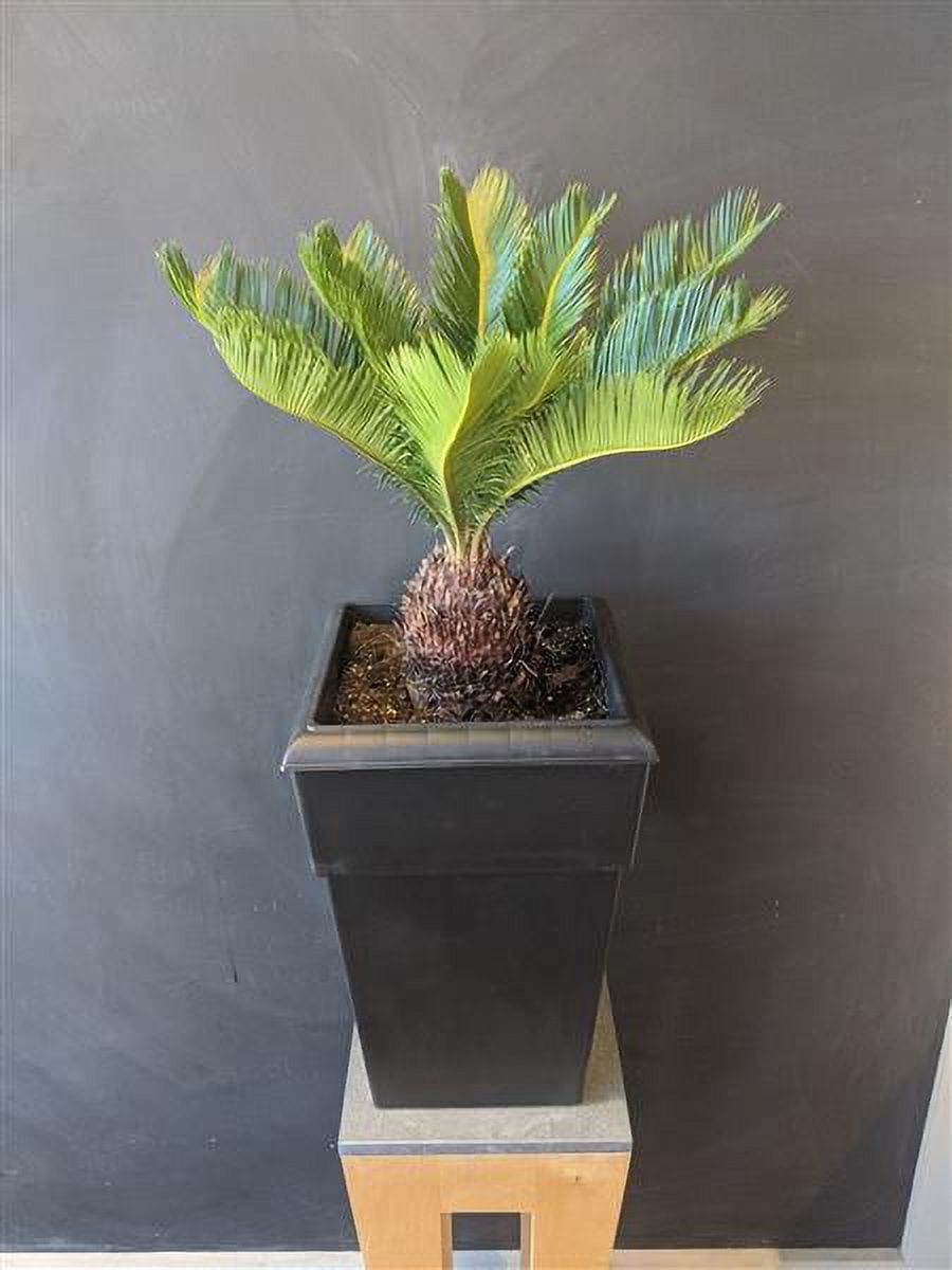 Sago Palm Bulb, Palm,Cycas Bulbs,Potted Plants,Cycadaceae, Outdoor ...