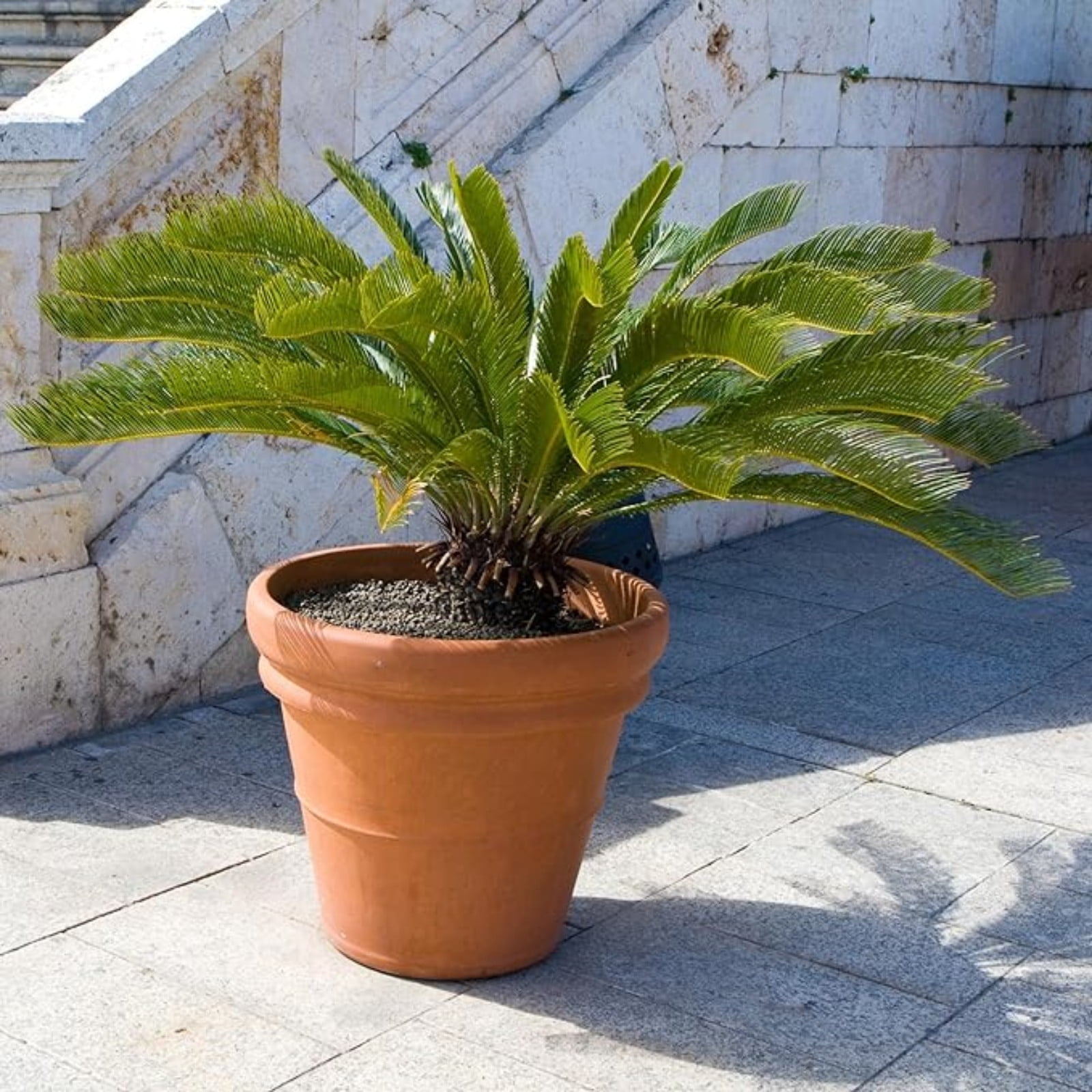 Sago Palm Bulbs,Cycas Revoluta Bulbs For Planting,Tenacious Vitality ...