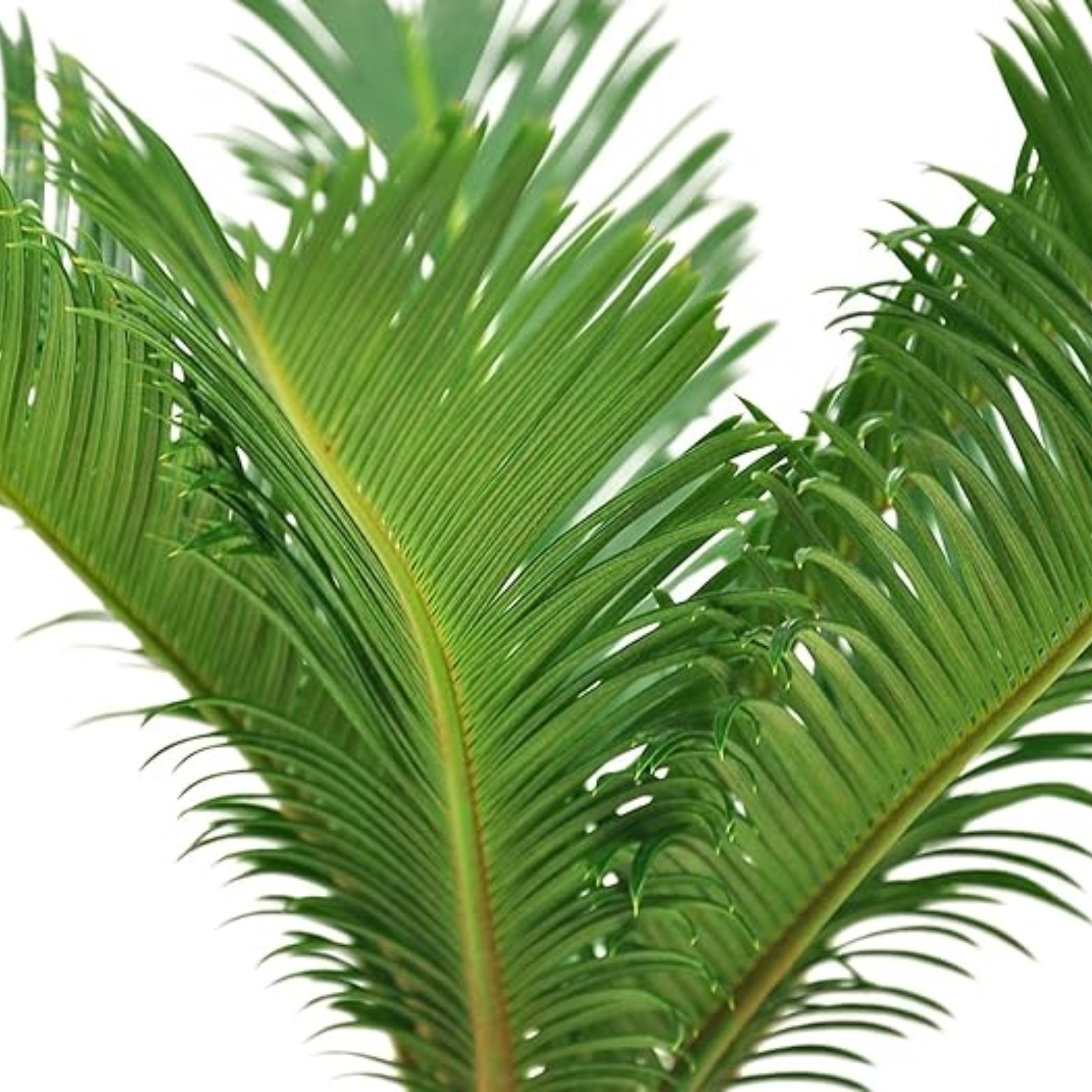 Sago Palm Bulbs,Cycas Revoluta Bulbs For Planting,Tenacious Vitality ...