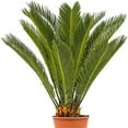 Sago Palm Bulbs,Cycas Revoluta Bulbs For Planting,Tenacious Vitality ...