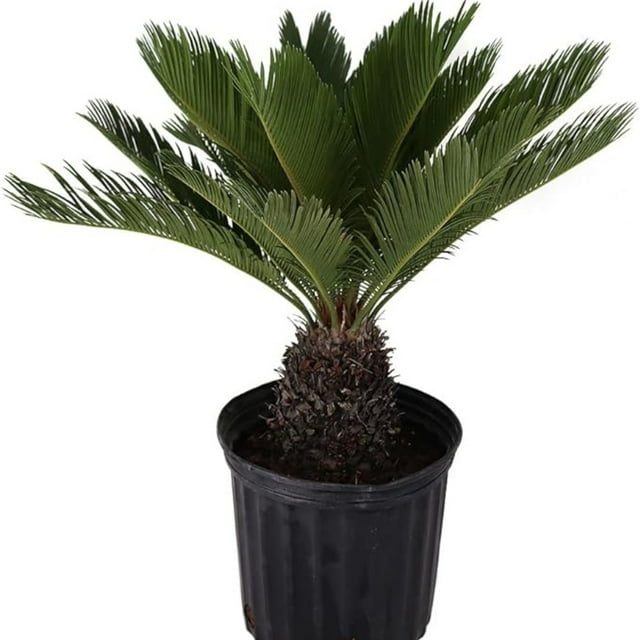 Sago Palm Bulbs,Cycas Revoluta Bulbs For Planting,Tenacious Vitality ...