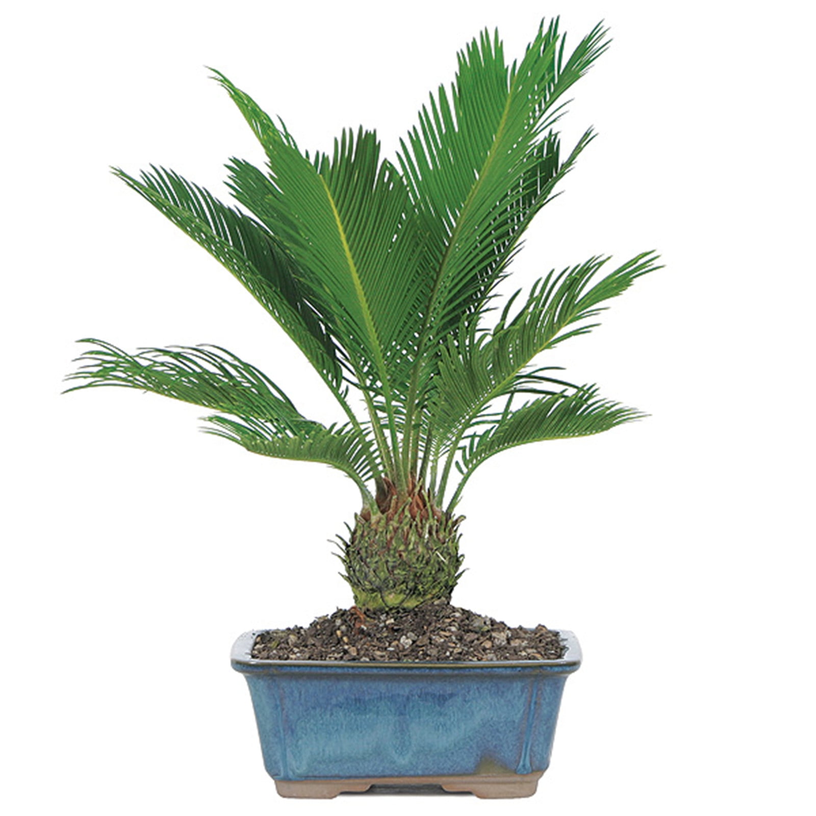 Sago Palm Tree Planting-Fast growth-Beautiful Garden Decoration-Simple ...
